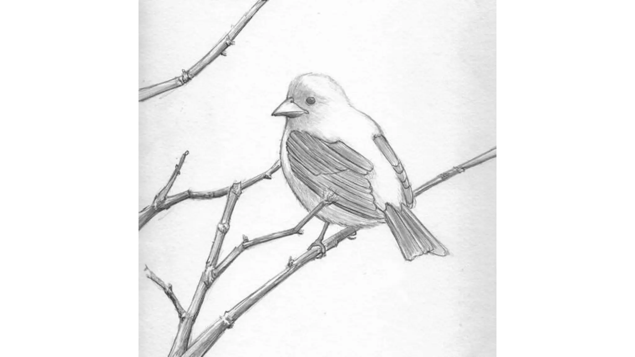 Birds, in Pen, Art Lesson | PPT