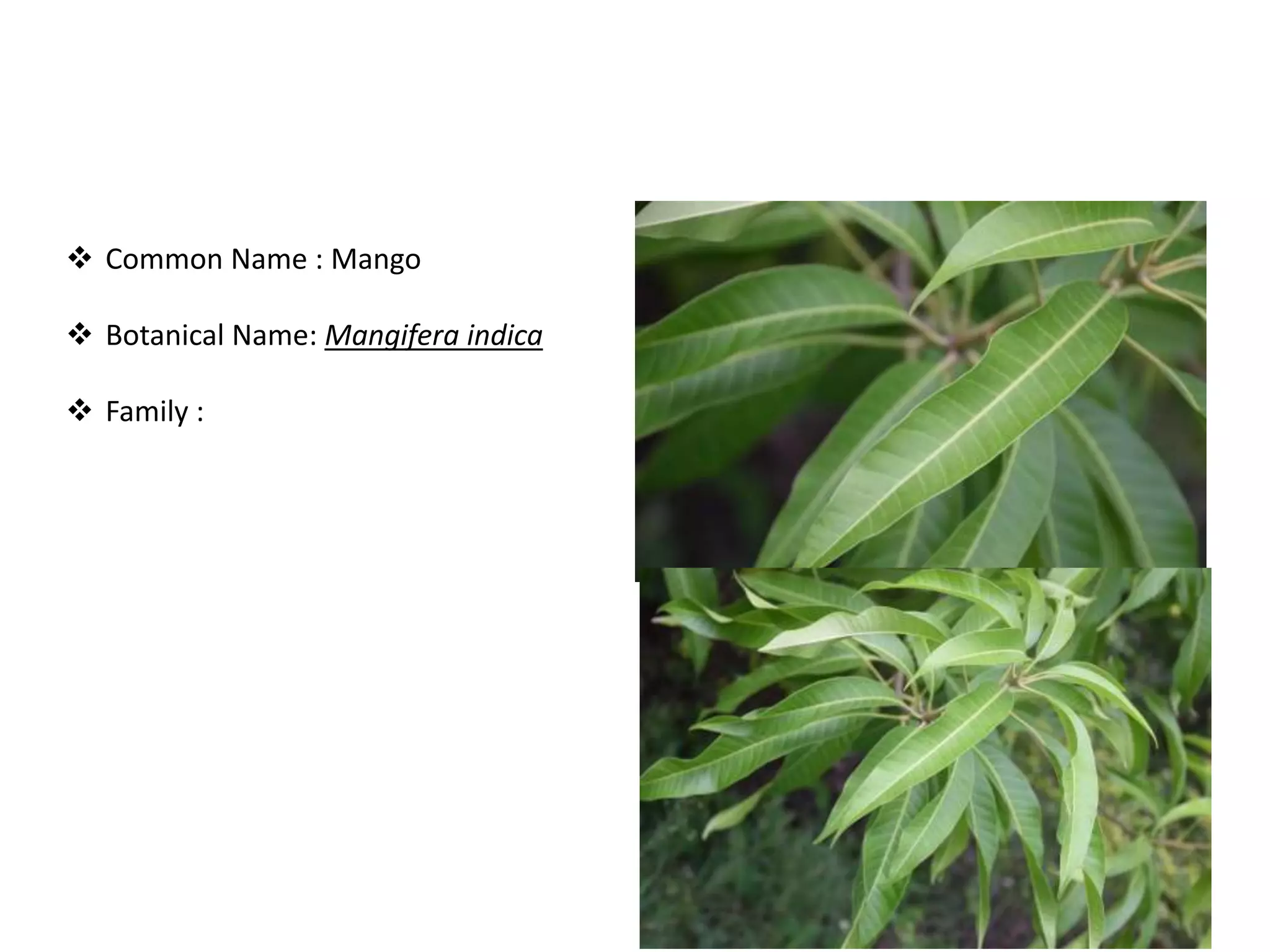 Bird attractig species in Western Ghats | PPTX