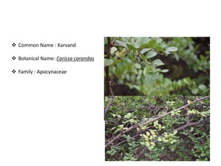 Bird attractig species in Western Ghats | PPTX