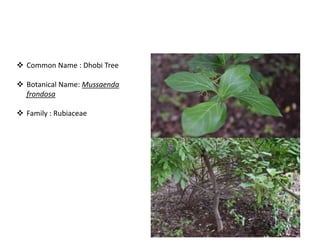 Bird attractig species in Western Ghats | PPTX