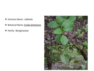 Bird attractig species in Western Ghats | PPTX