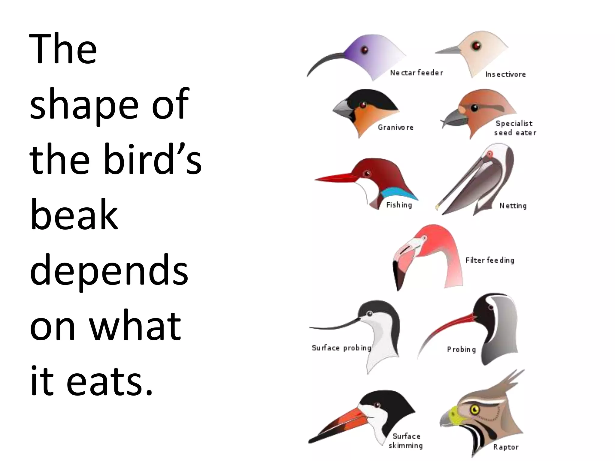 Bird beaks (teach) | PPTX