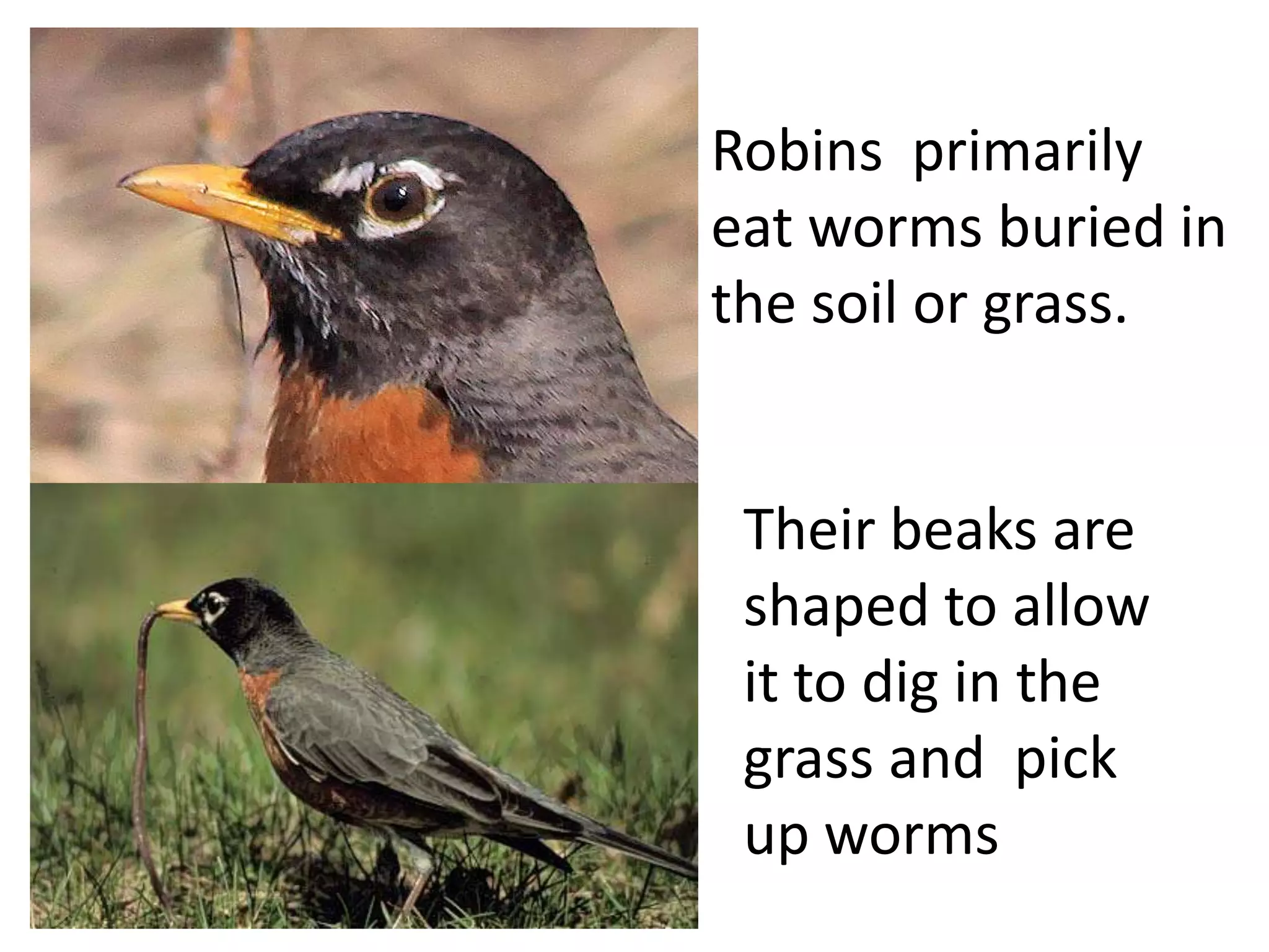 Bird beaks (teach) | PPTX