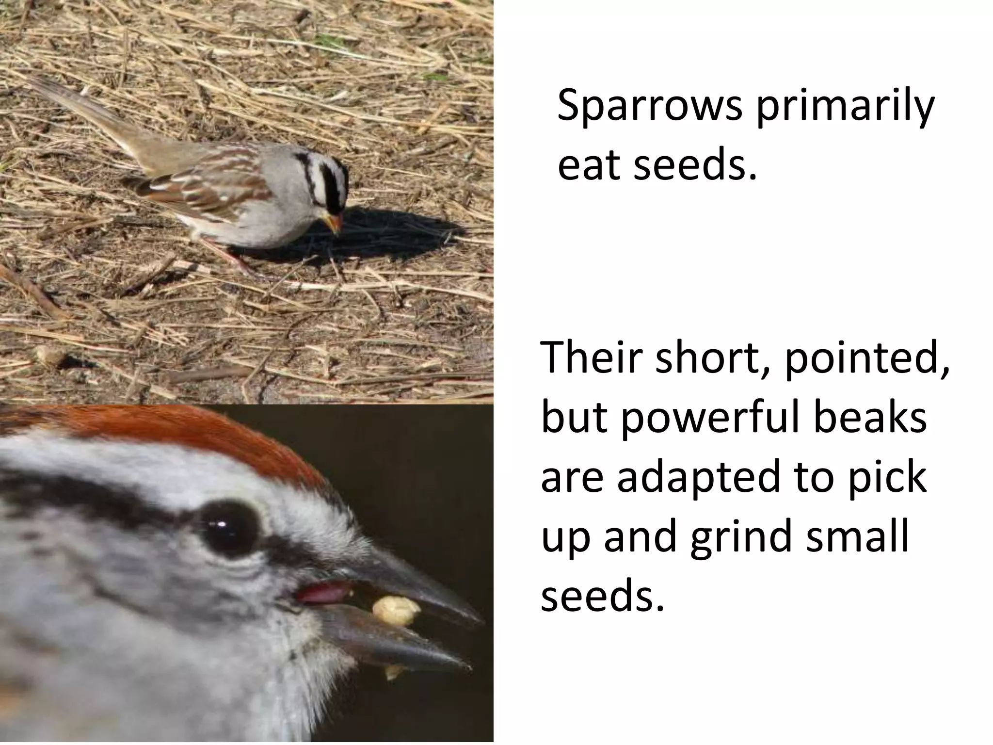 Bird beaks (teach) | PPTX