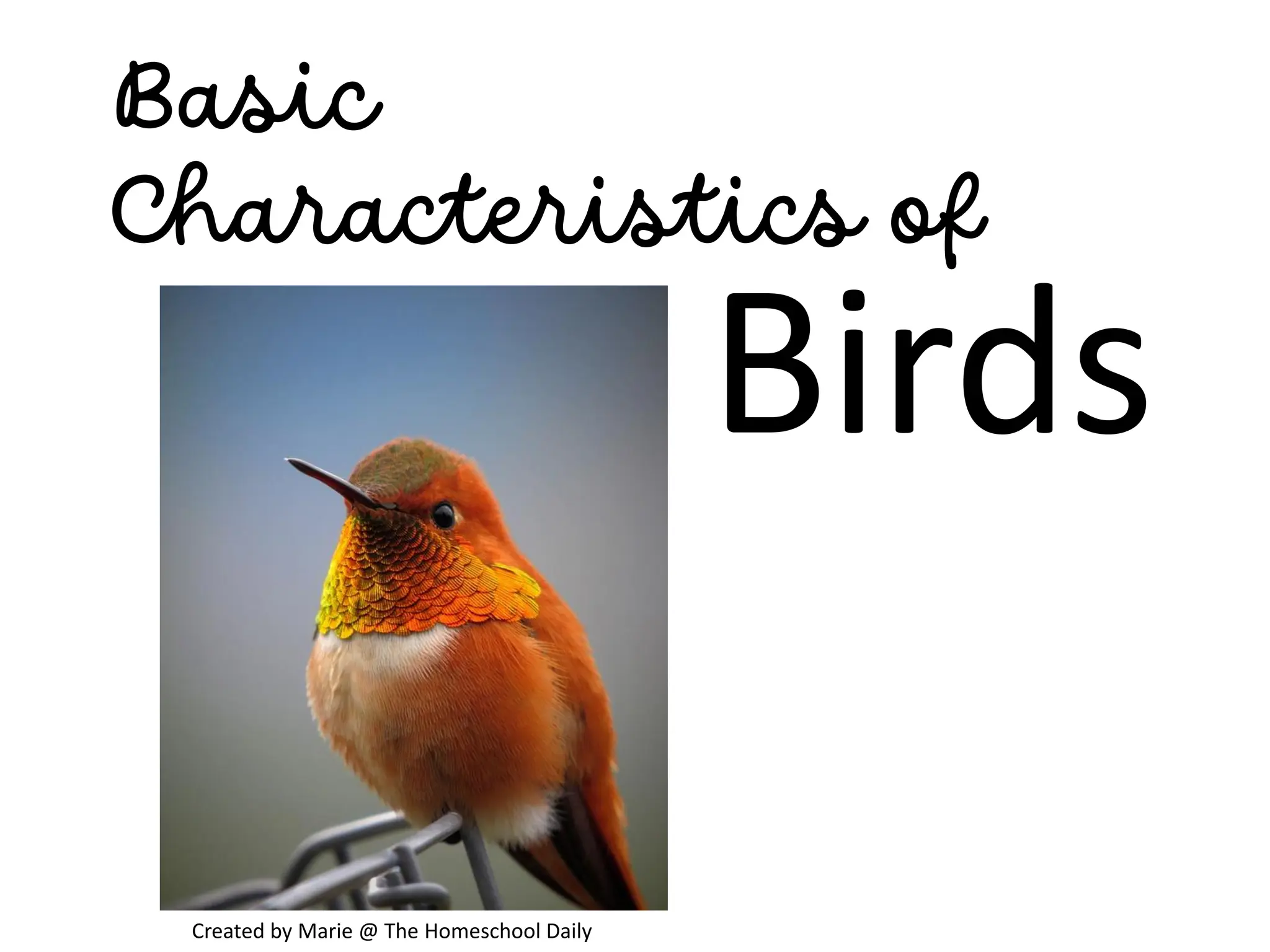 Most Common Bird Characteristics for Kids | PDF | Birds | Pets