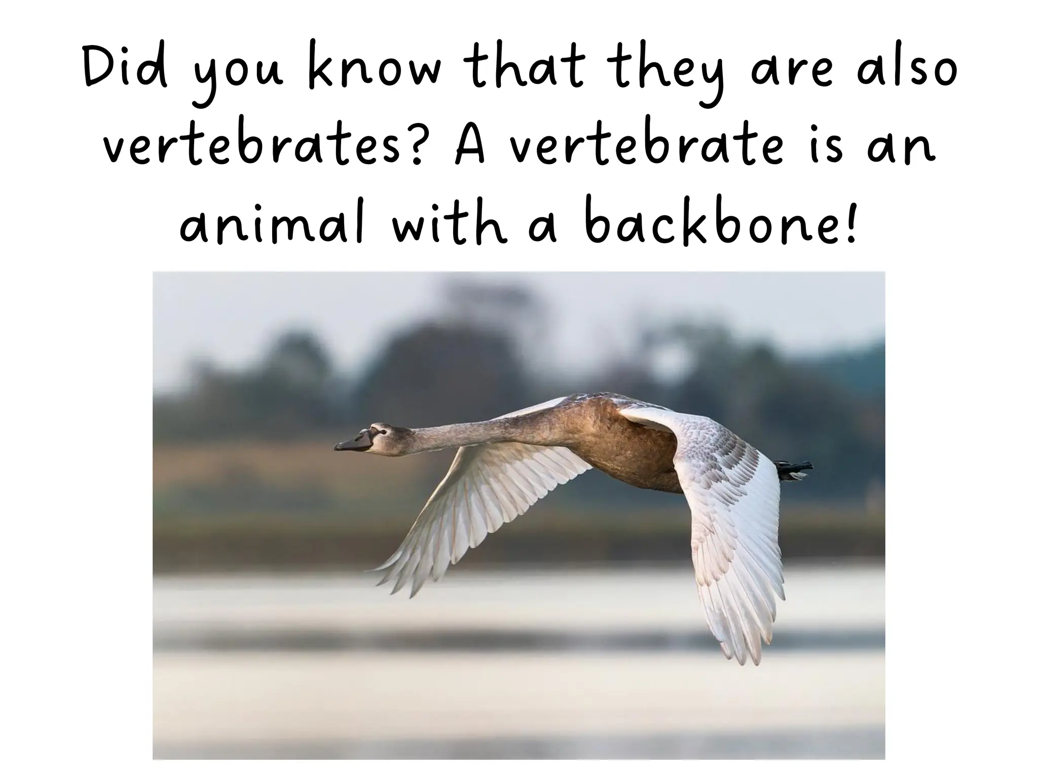 Most Common Bird Characteristics for Kids | PDF