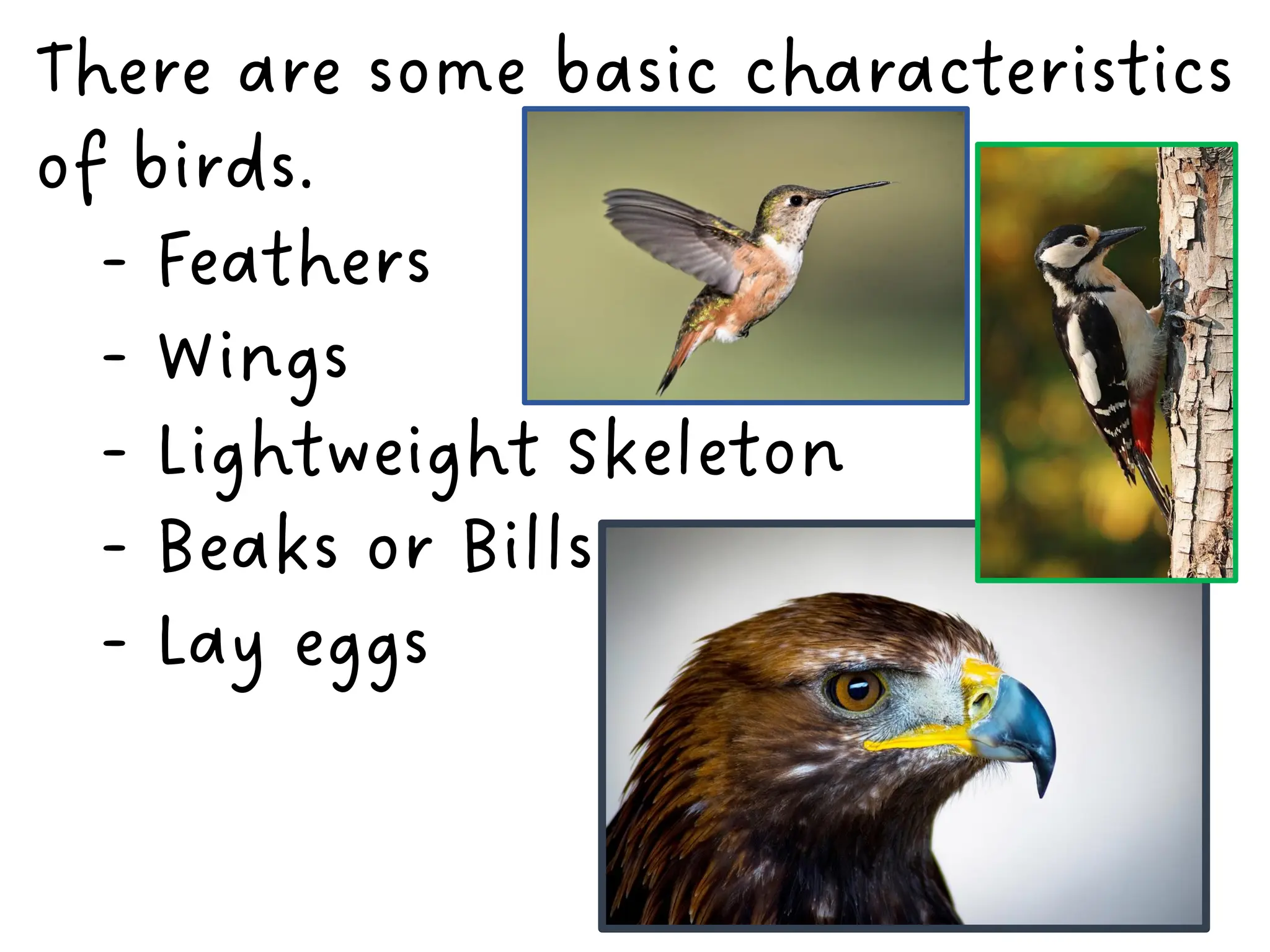 Most Common Bird Characteristics for Kids | PDF | Birds | Pets