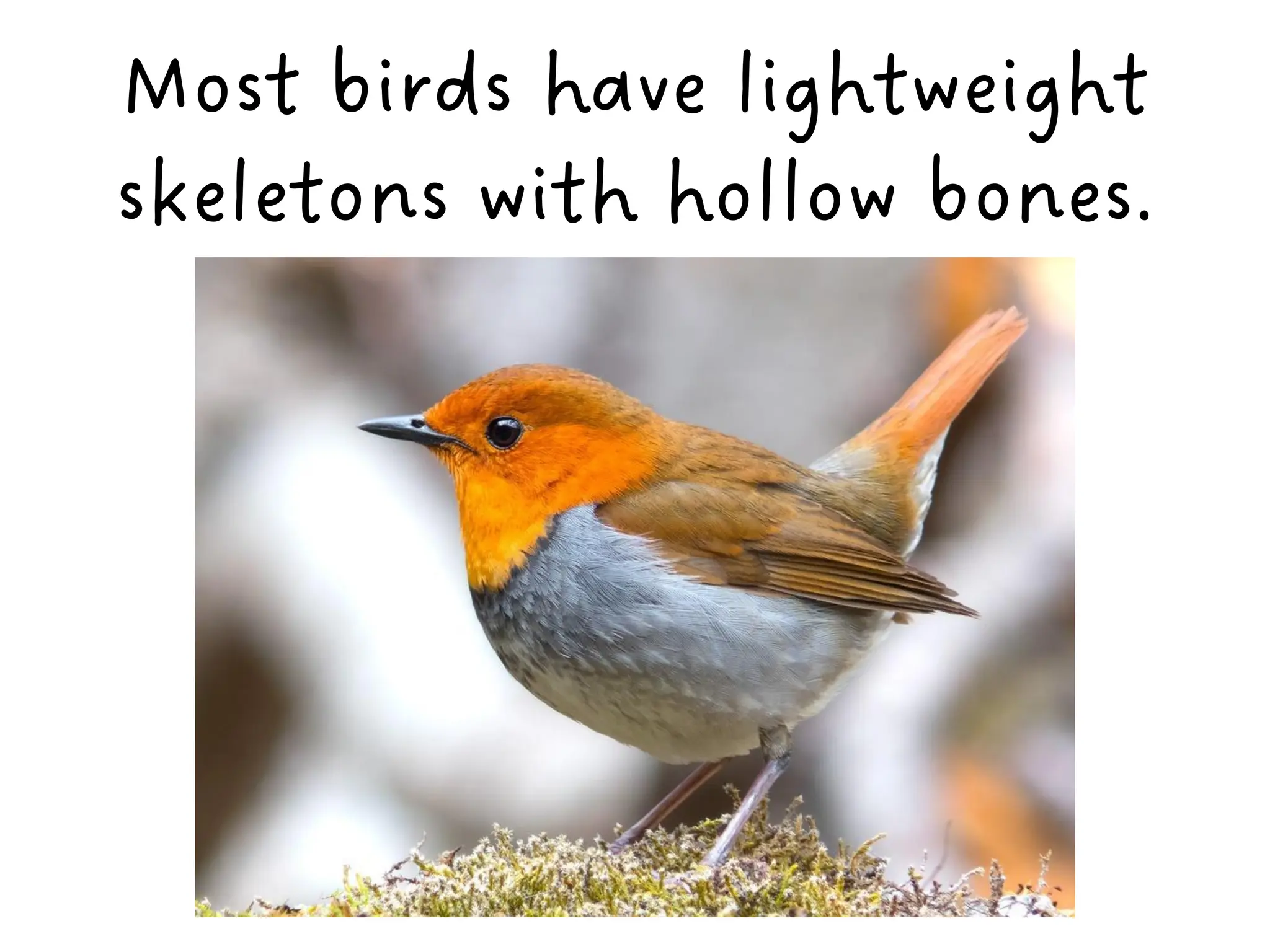 Most Common Bird Characteristics for Kids | PDF | Birds | Pets