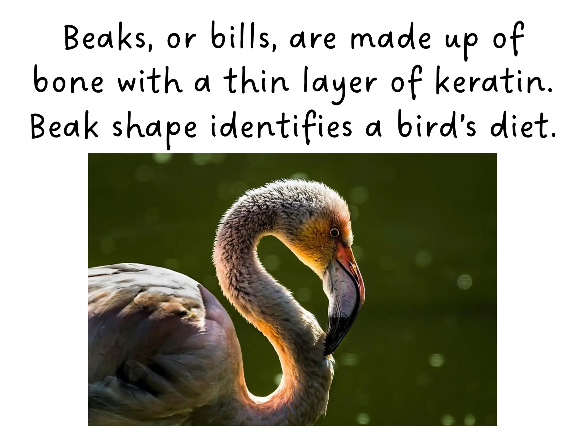 Most Common Bird Characteristics for Kids | PDF | Birds | Pets