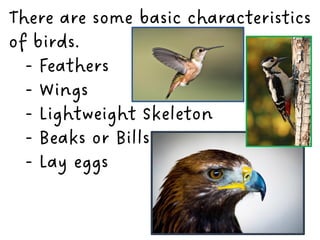 Most Common Bird Characteristics for Kids | PDF | Birds | Pets