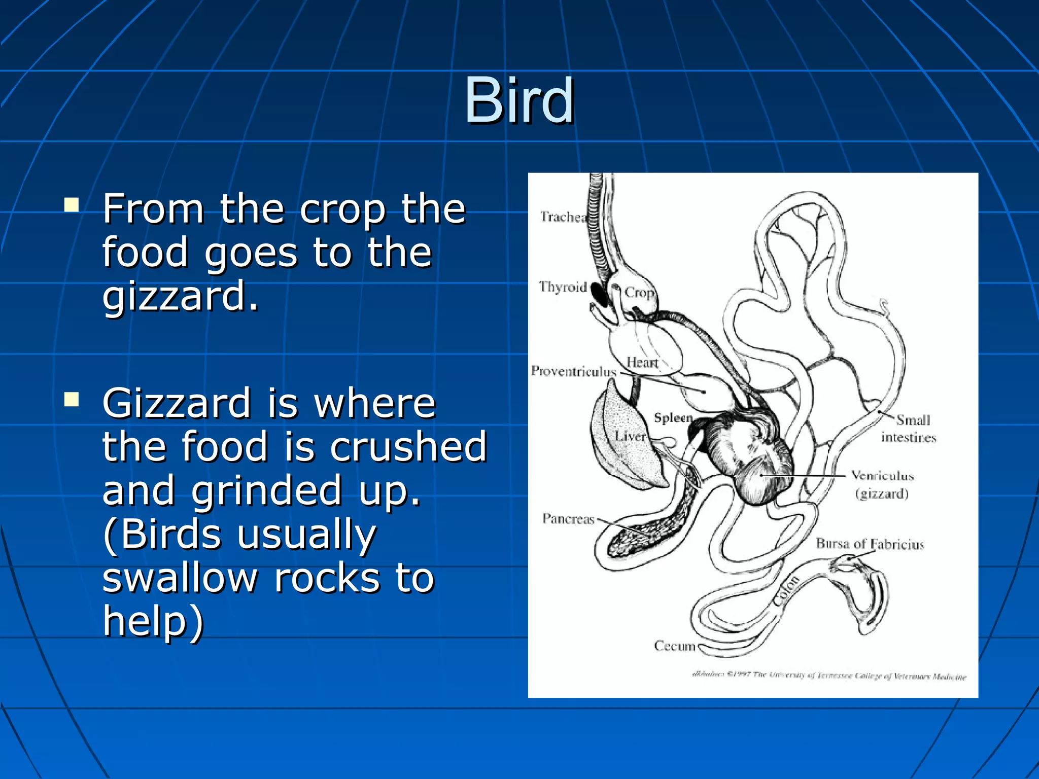 Bird digestion | PPT