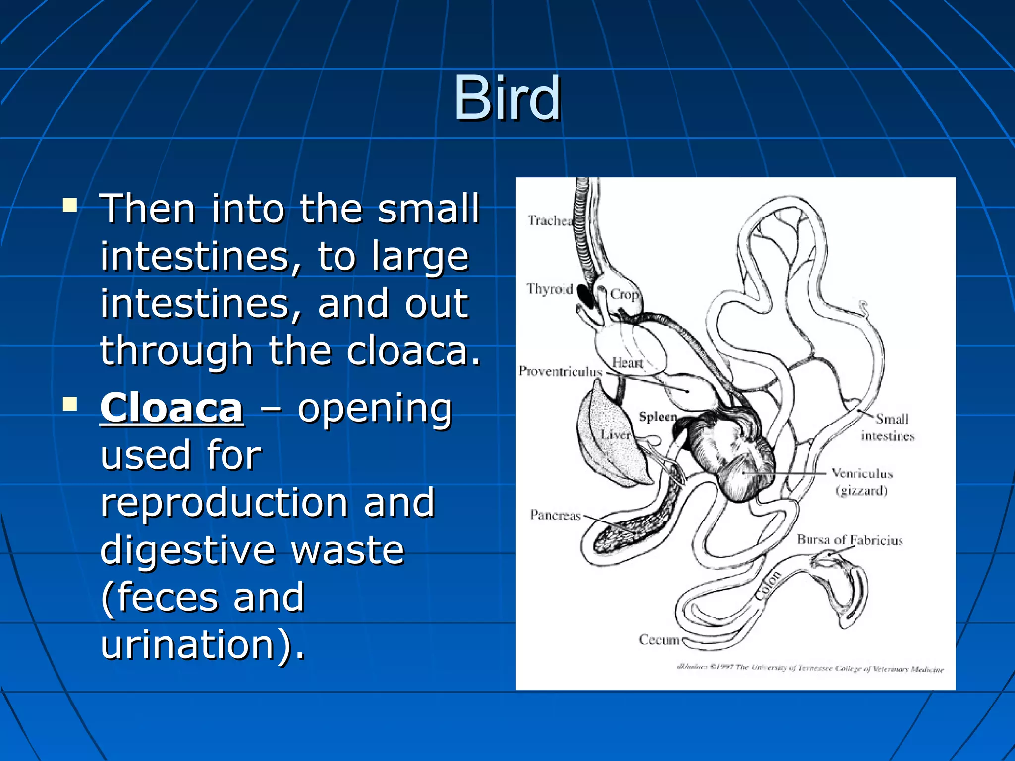Bird digestion | PPT