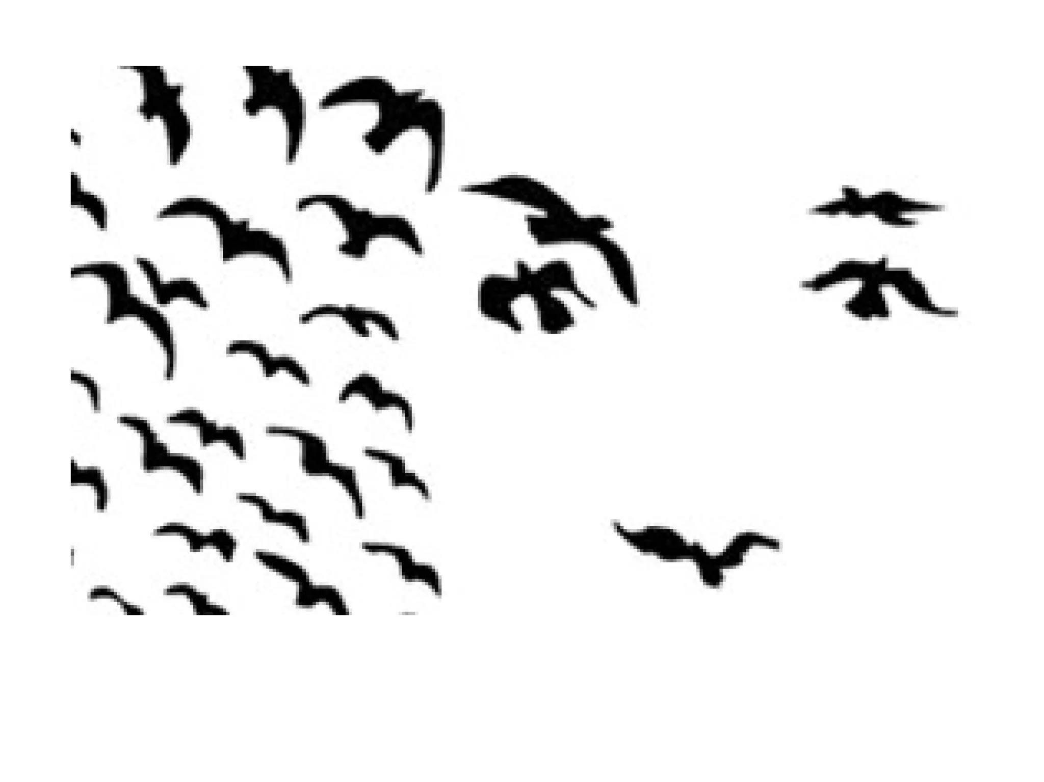 Bird face illusion | PPT