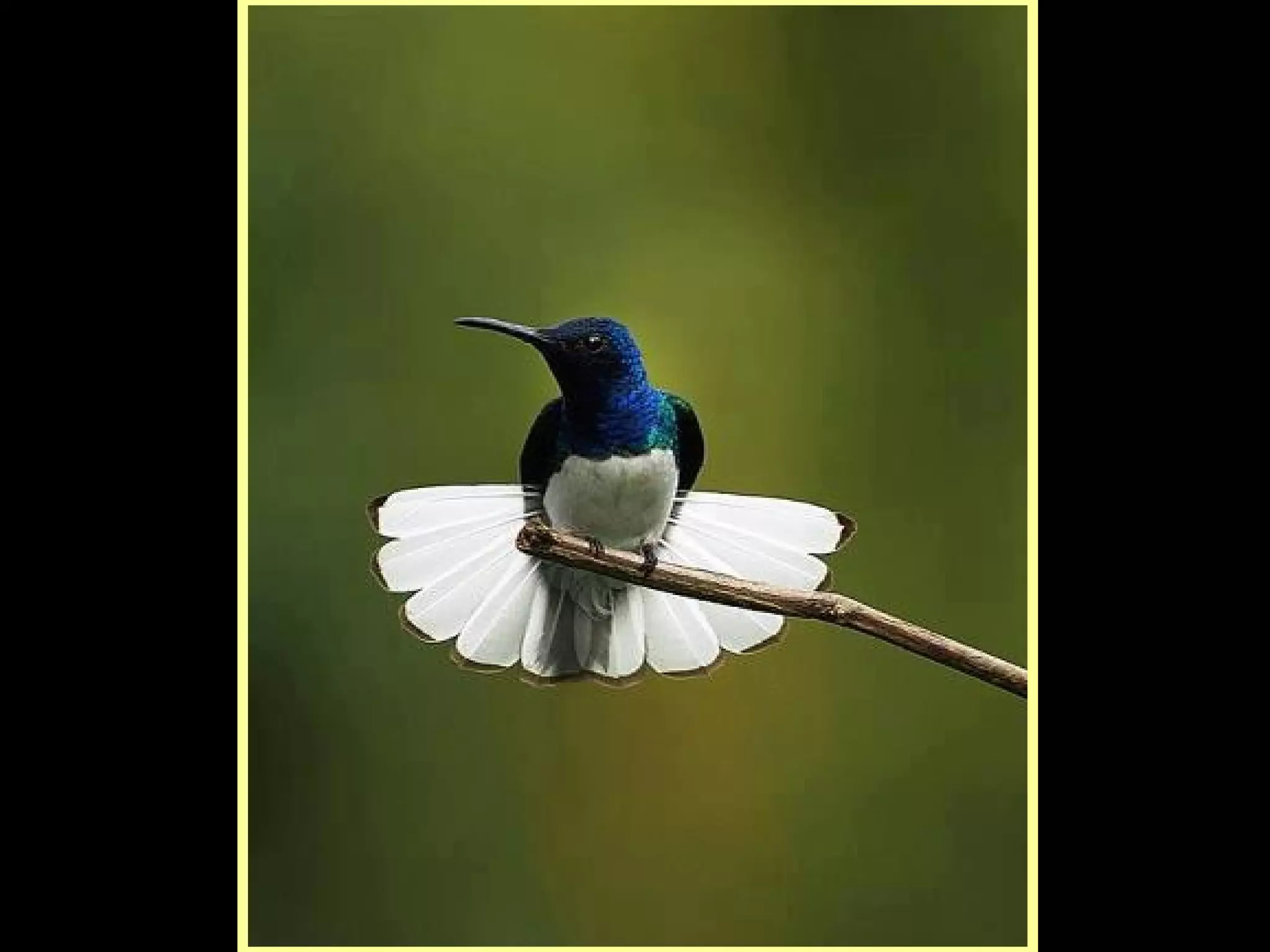 Bird fashion show.pps