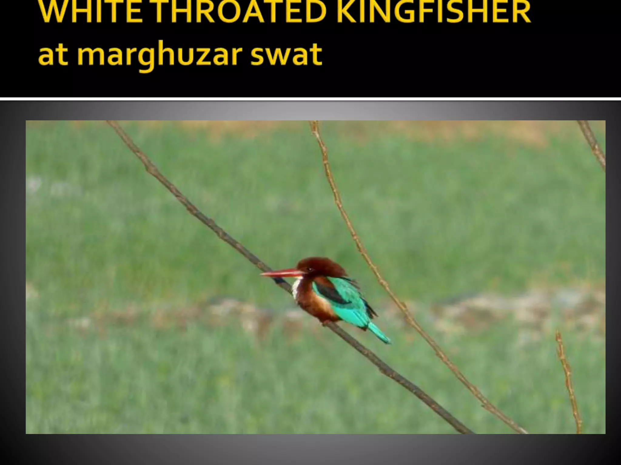 Bird fauna of swat | PPT