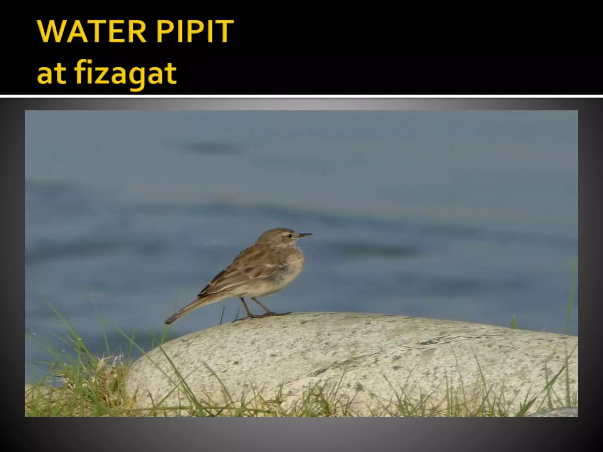 Bird fauna of swat | PPT