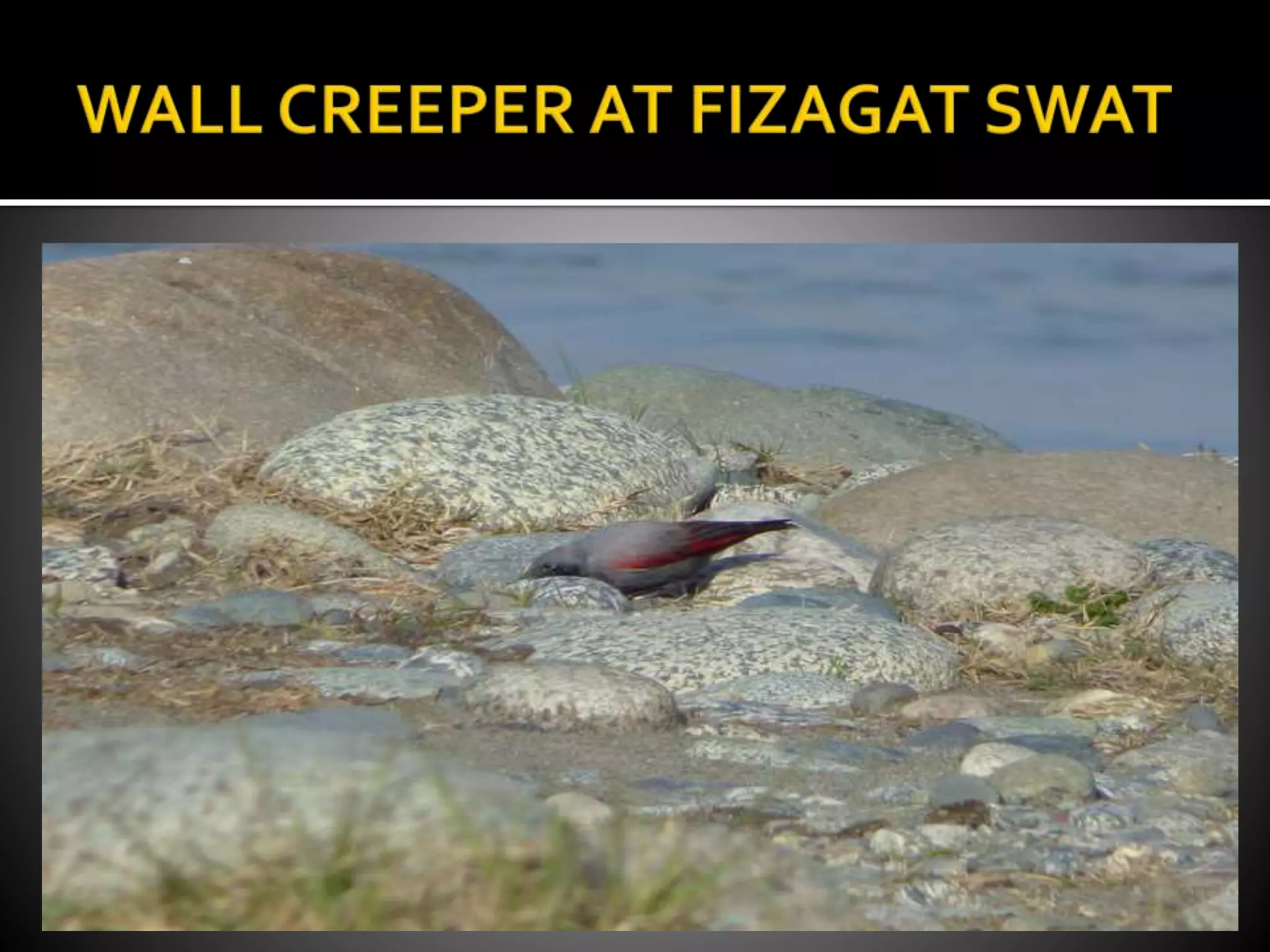 Bird fauna of swat | PPT