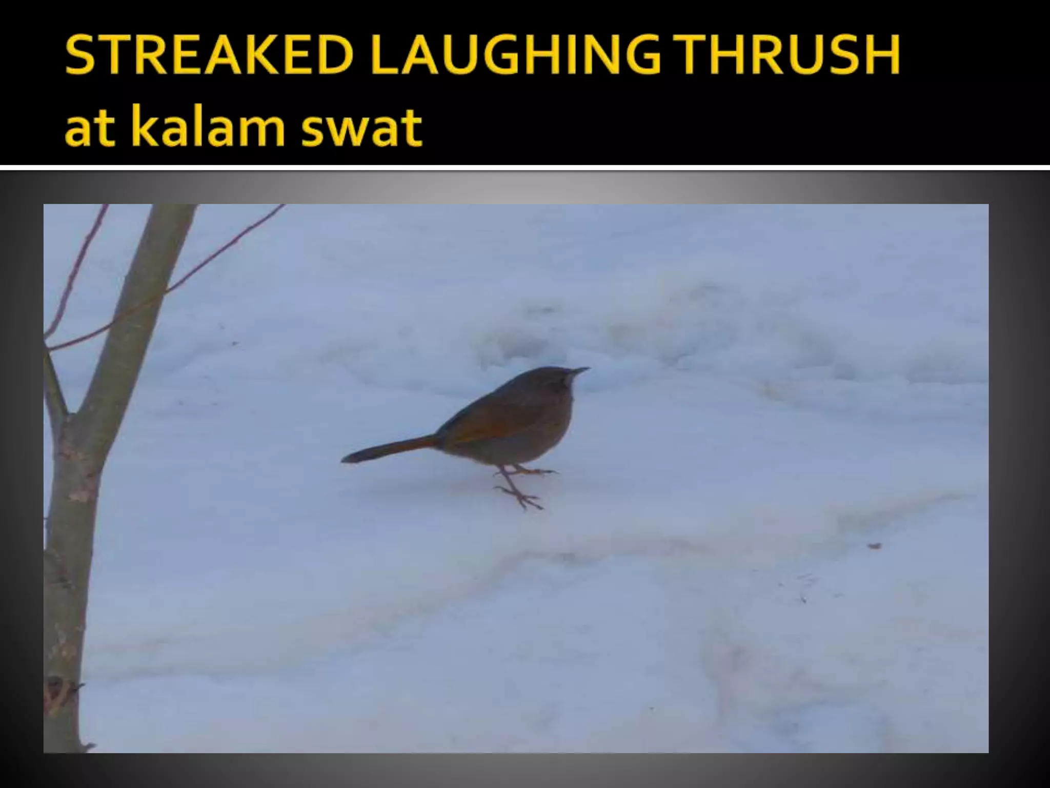Bird fauna of swat | PPT