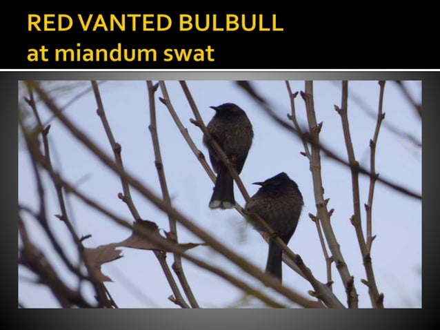 Bird fauna of swat | PPT