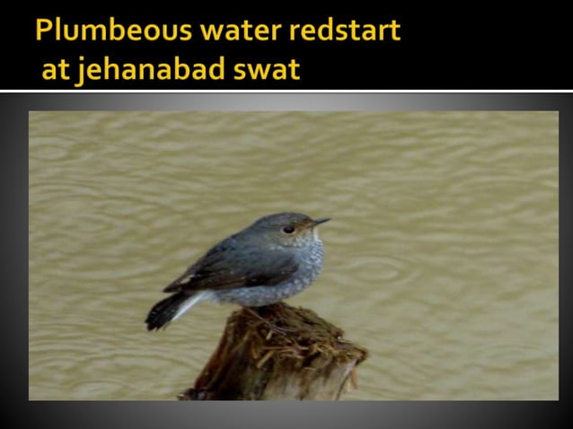 Bird fauna of swat | PPT