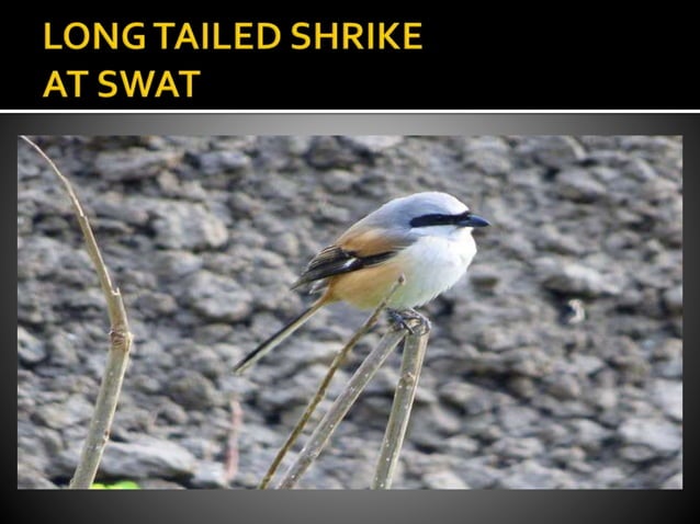 Bird fauna of swat | PPT