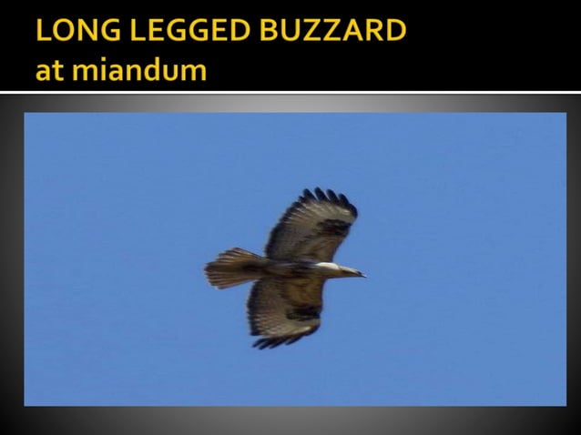 Bird fauna of swat | PPT