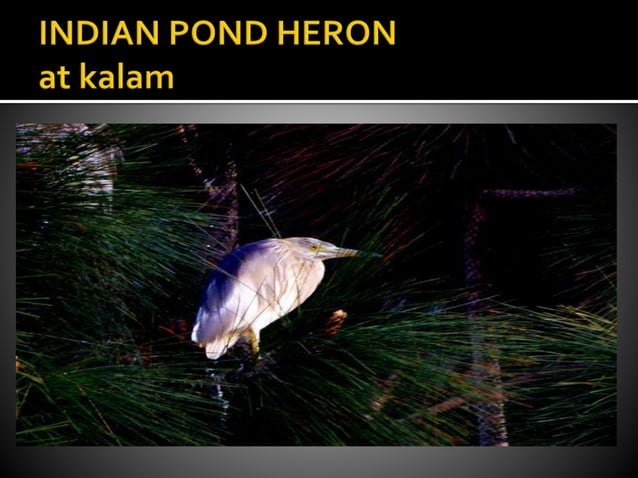 Bird fauna of swat | PPT