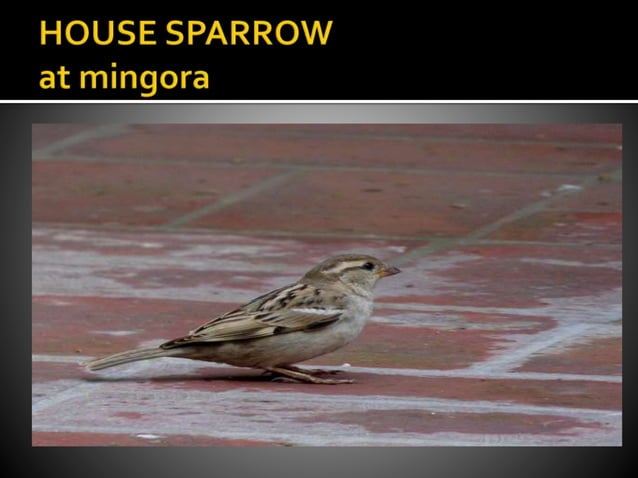 Bird fauna of swat | PPT