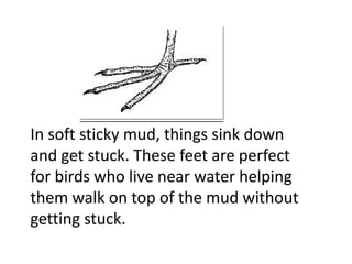 Bird feet (Teach) | PPTX