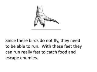 Bird feet (Teach) | PPTX