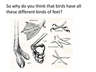 Bird feet (Teach) | PPTX