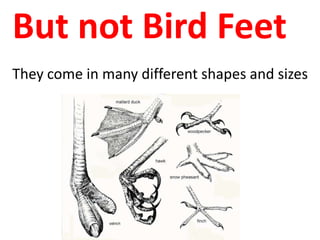Bird feet (Teach) | PPTX