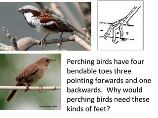 Bird feet (Teach) | PPTX