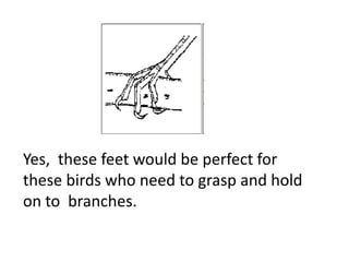 Bird feet (Teach) | PPTX