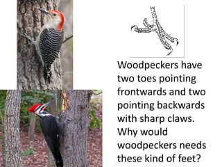 Bird feet (Teach) | PPTX