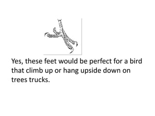 Bird feet (Teach) | PPTX