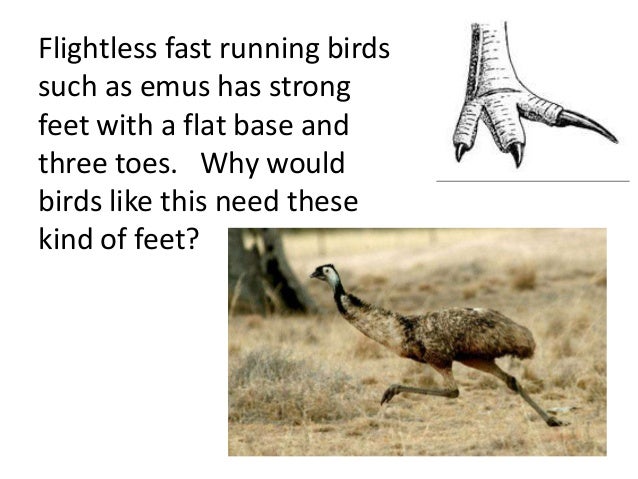 Bird feet (Teach)