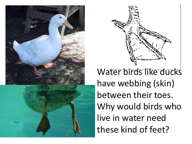 Bird feet (Teach)