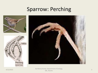 Feet of Birds | PPTX