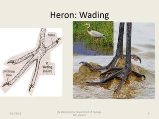 Feet of Birds | PPTX