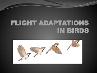bird flight aerodynamics TPC12345678.ppt