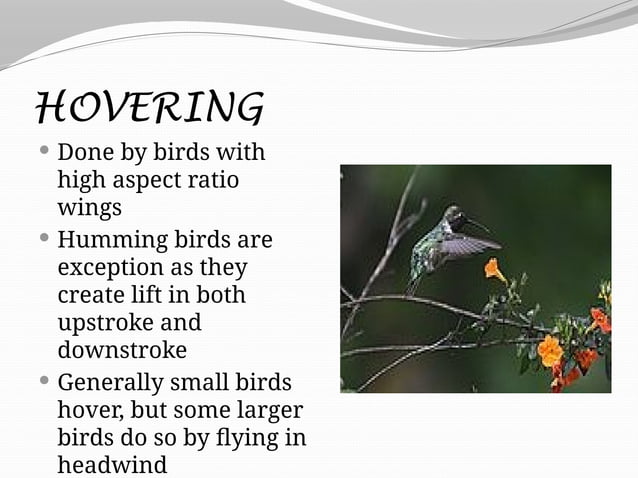 bird flight aerodynamics TPC12345678.ppt