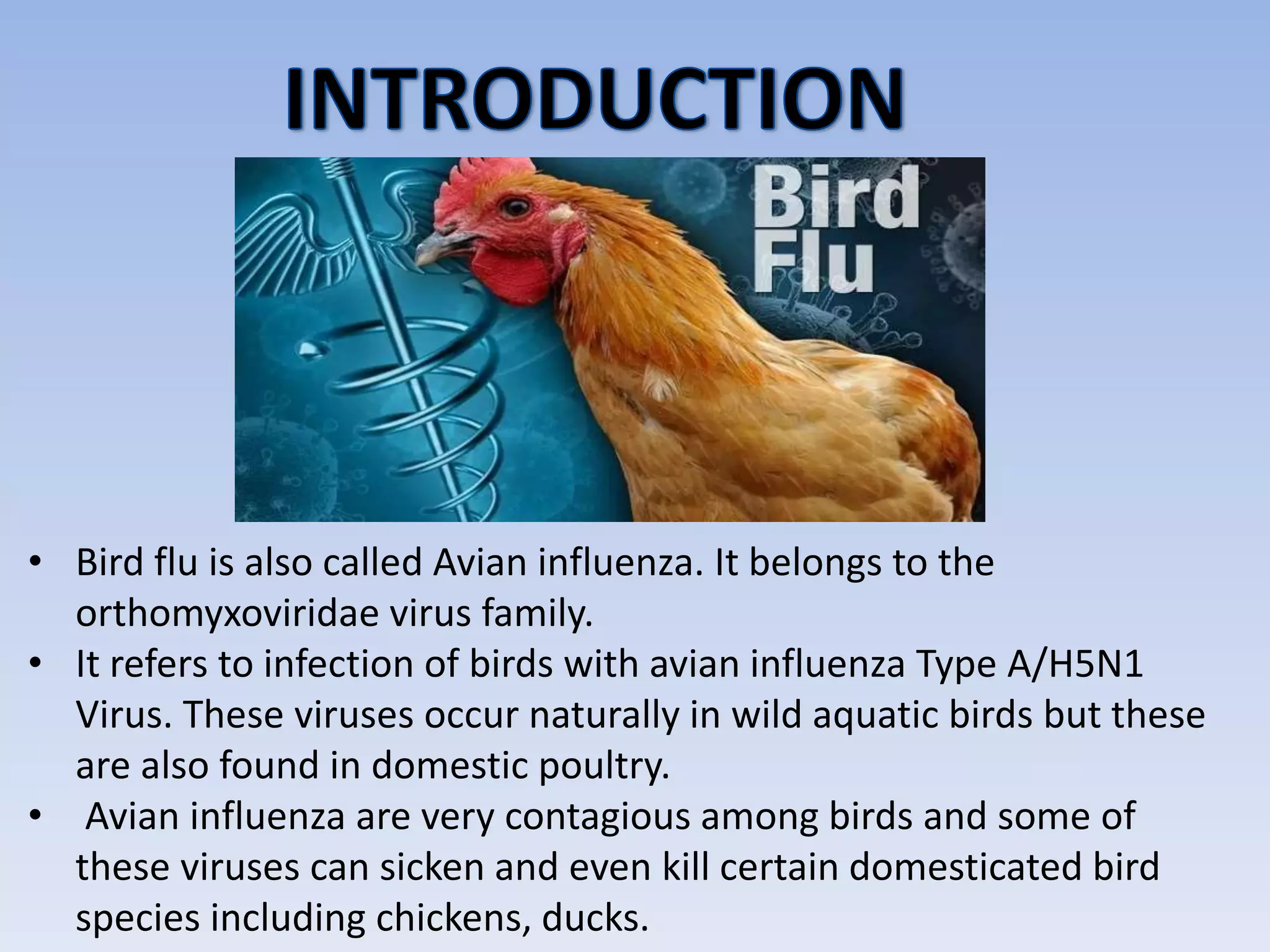 Bird flu | PPT