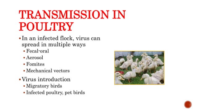 Bird Flu.pptx