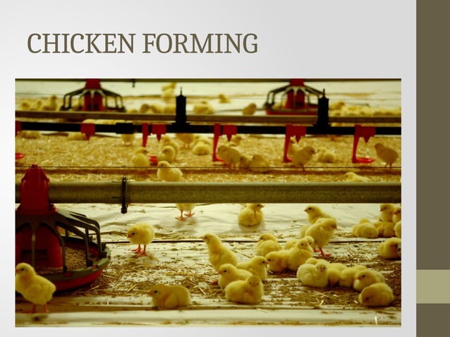 bird farms and BIRD FaRMING presentation.pptx