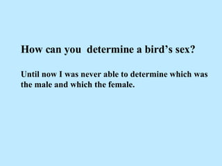 birdgender | PPT