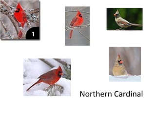 Bird Identification | PPT