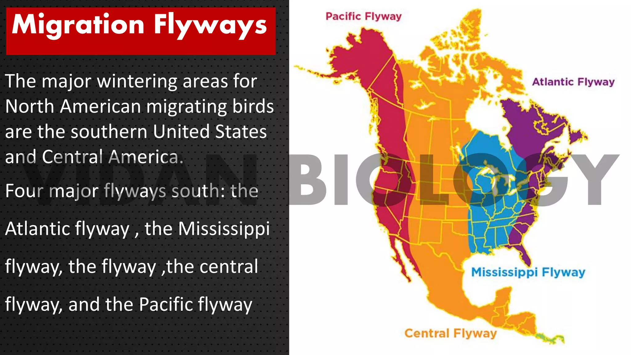 BIRD MIGRATION (ANIMAL BEHAVIOR) | PDF