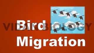 BIRD MIGRATION (ANIMAL BEHAVIOR) | PDF