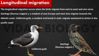 BIRD MIGRATION (ANIMAL BEHAVIOR) | PDF